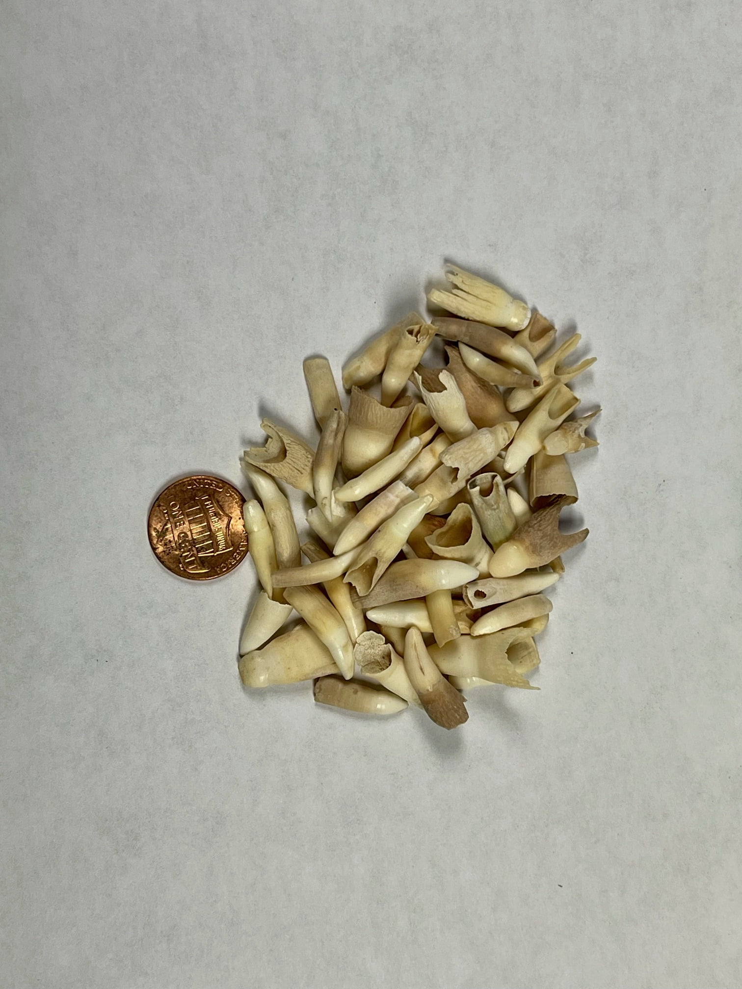 June Bug's Cajun Gifts - Lot of 25 Authentic Alligator Teeth for ...