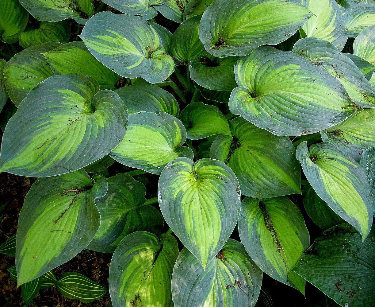 June Hosta - Hosta of the Year 2001 - Blue/Green Edges - Quart Pot ...