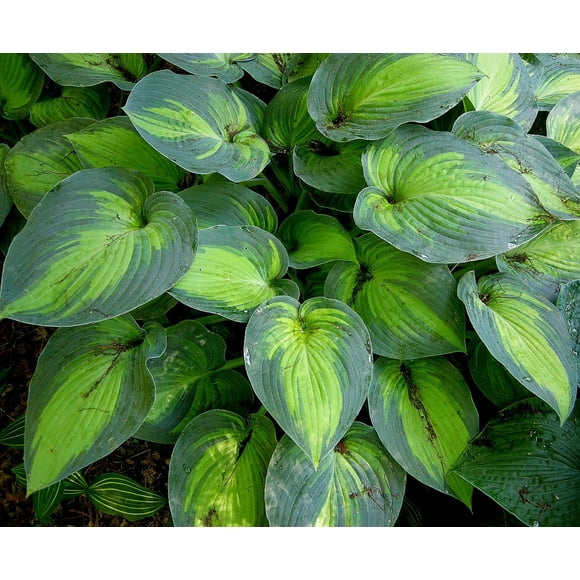 Hosta Plants in Perennials - Walmart.com
