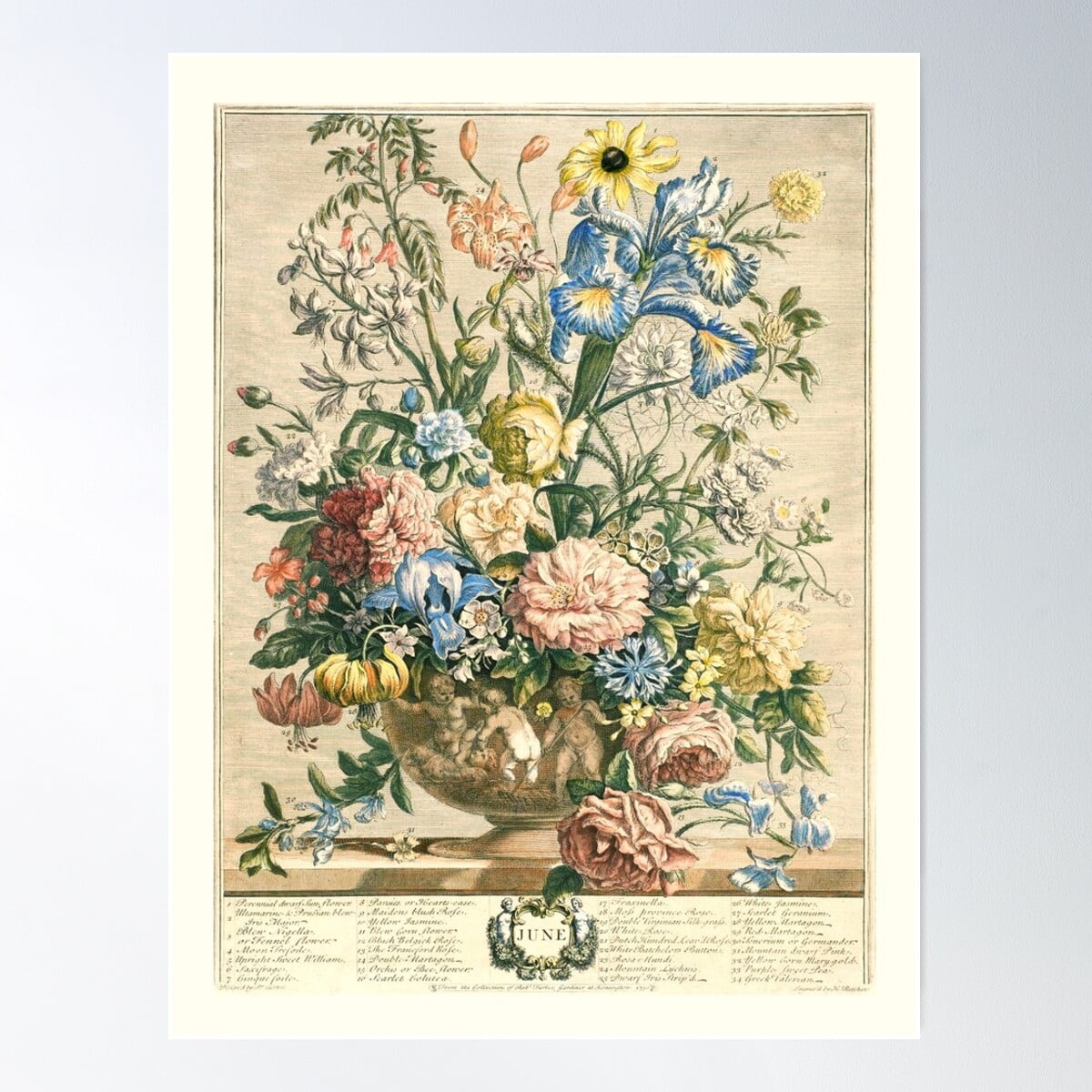 June, From The Twelve Months Of Flowers, By Robert Furber (1732) High ...