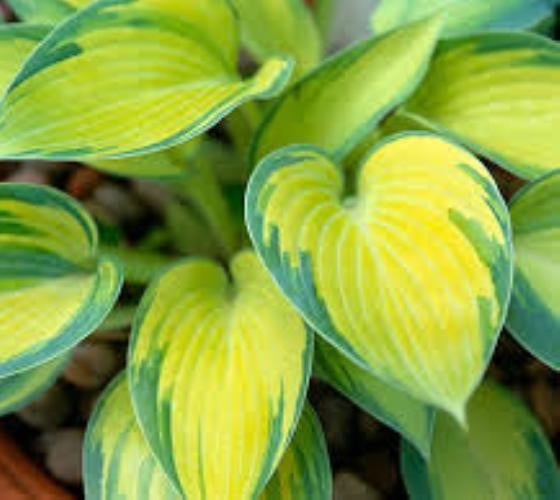 June Variegated Hosta ( miniature size ) - Live Plant - ( 1 QT ...