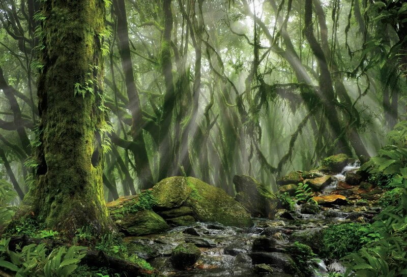 Jungle Forest Photography Backdrop Rock Flowing Mountain Stream ...