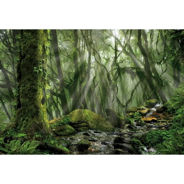 Jungle Forest Photography Backdrop Rock Flowing Mountain Stream ...