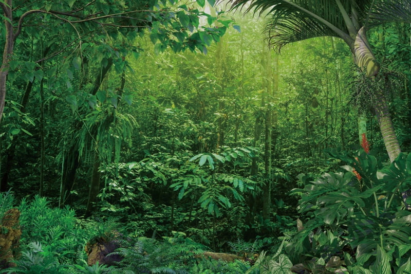 Jungle Forest Photography Backdrop Spring Green Wonderland Trees Plant ...