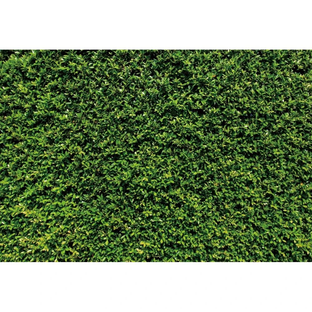 Jungle Safari Baby Birthday Party Backdrop Green Leaves Grass Baby ...