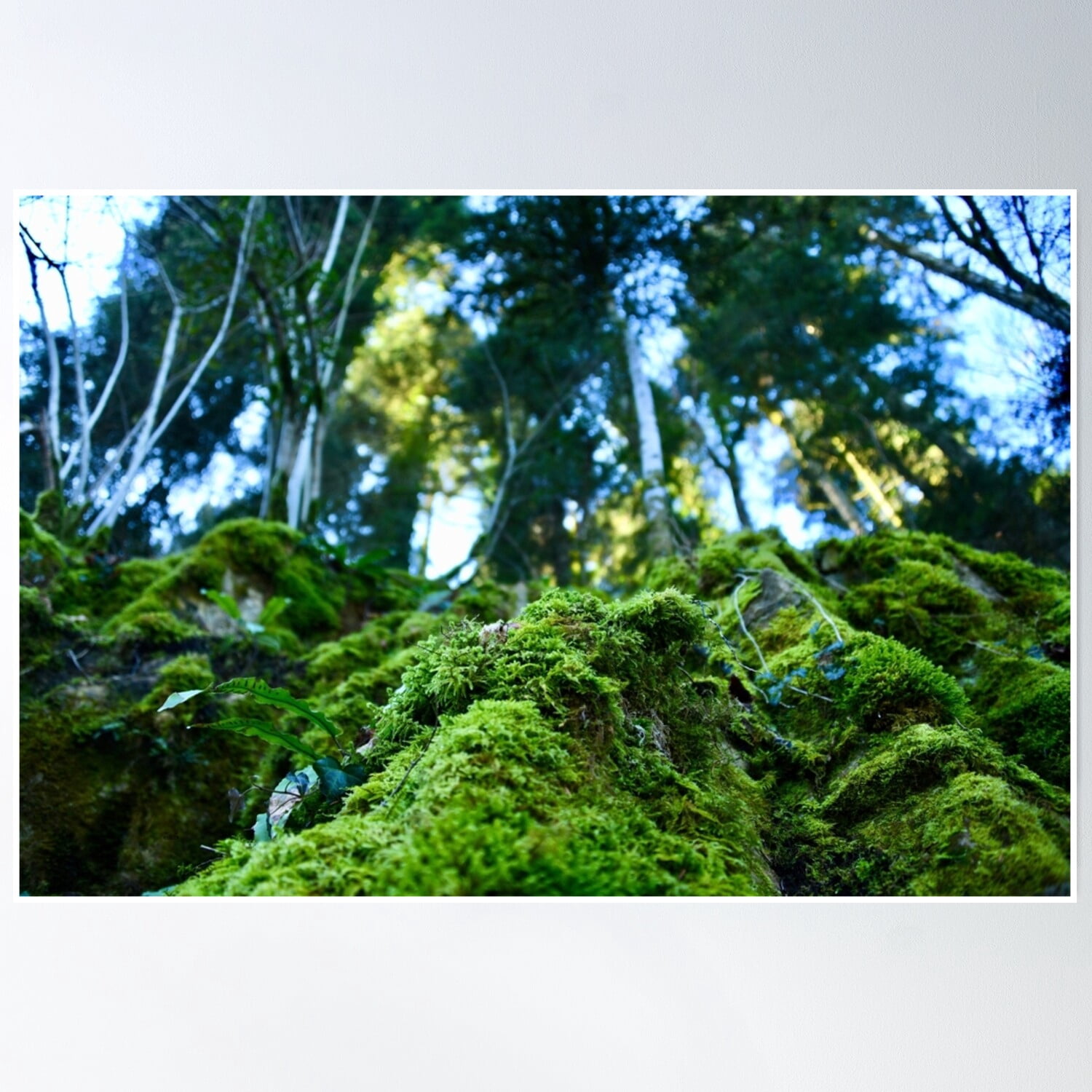 Jungle Switzerland Jura / Swiss Artwork Photography Poster Wall Art ...