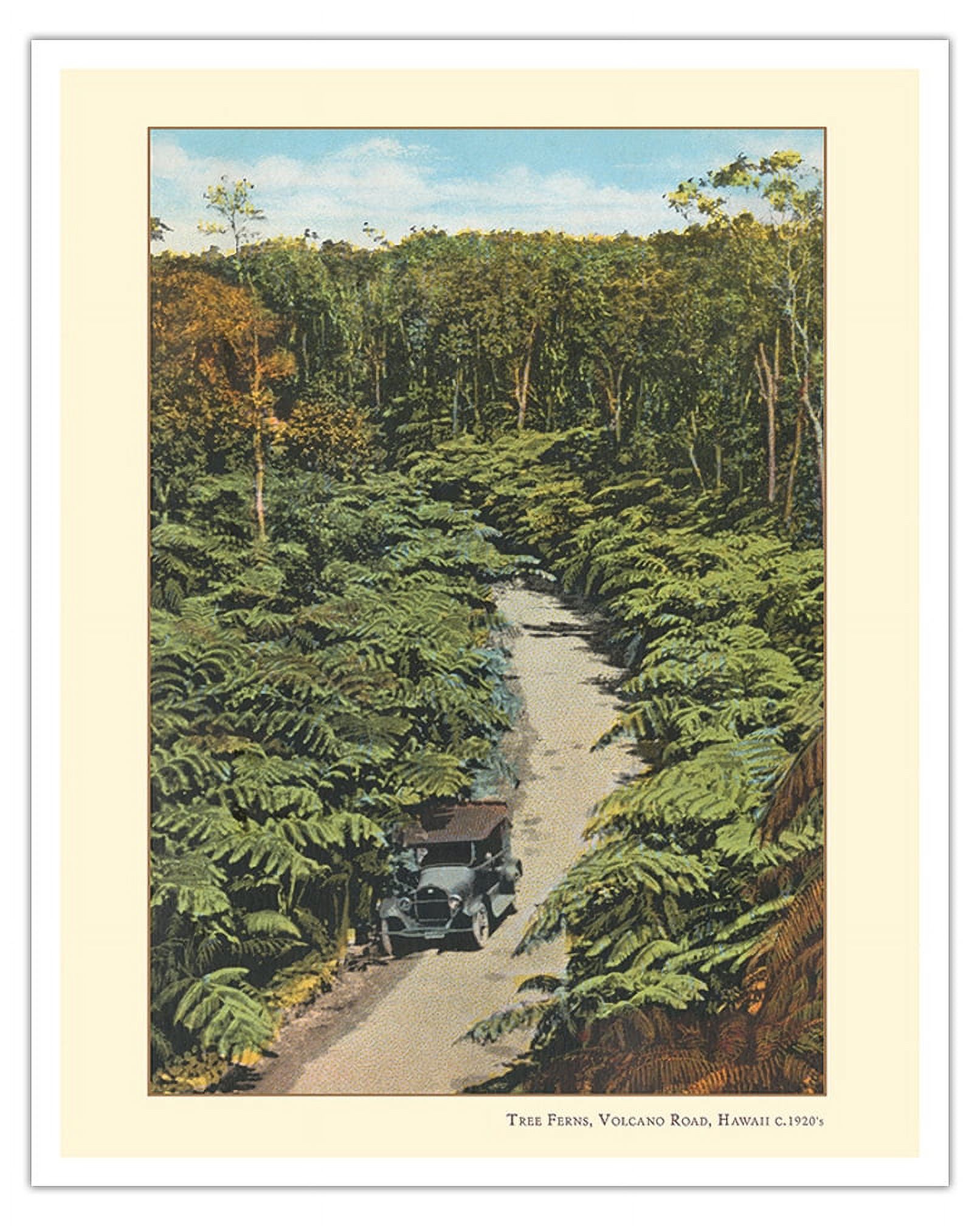 Jungle Tree Ferns - Volcano Road Big Island Hawaii - Vintage Hawaiian ...