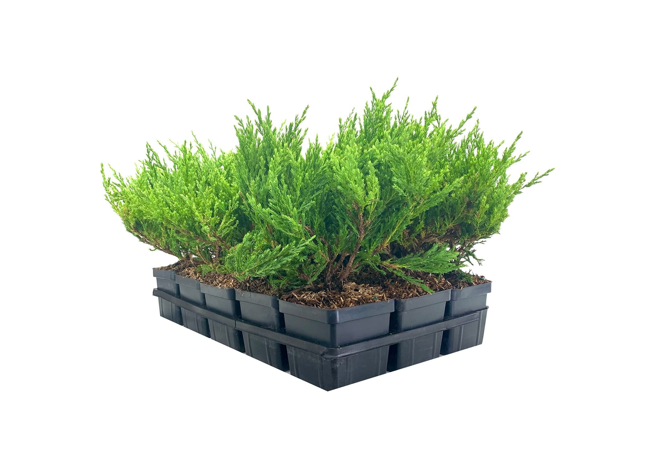 Juniper Andorra Compacta - 1 Live 4 Inch Plant - Juniperus Horizontalis ...