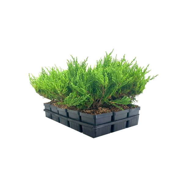 Juniper Andorra Compacta - 1 Live 4 Inch Plant - Juniperus Horizontalis ...