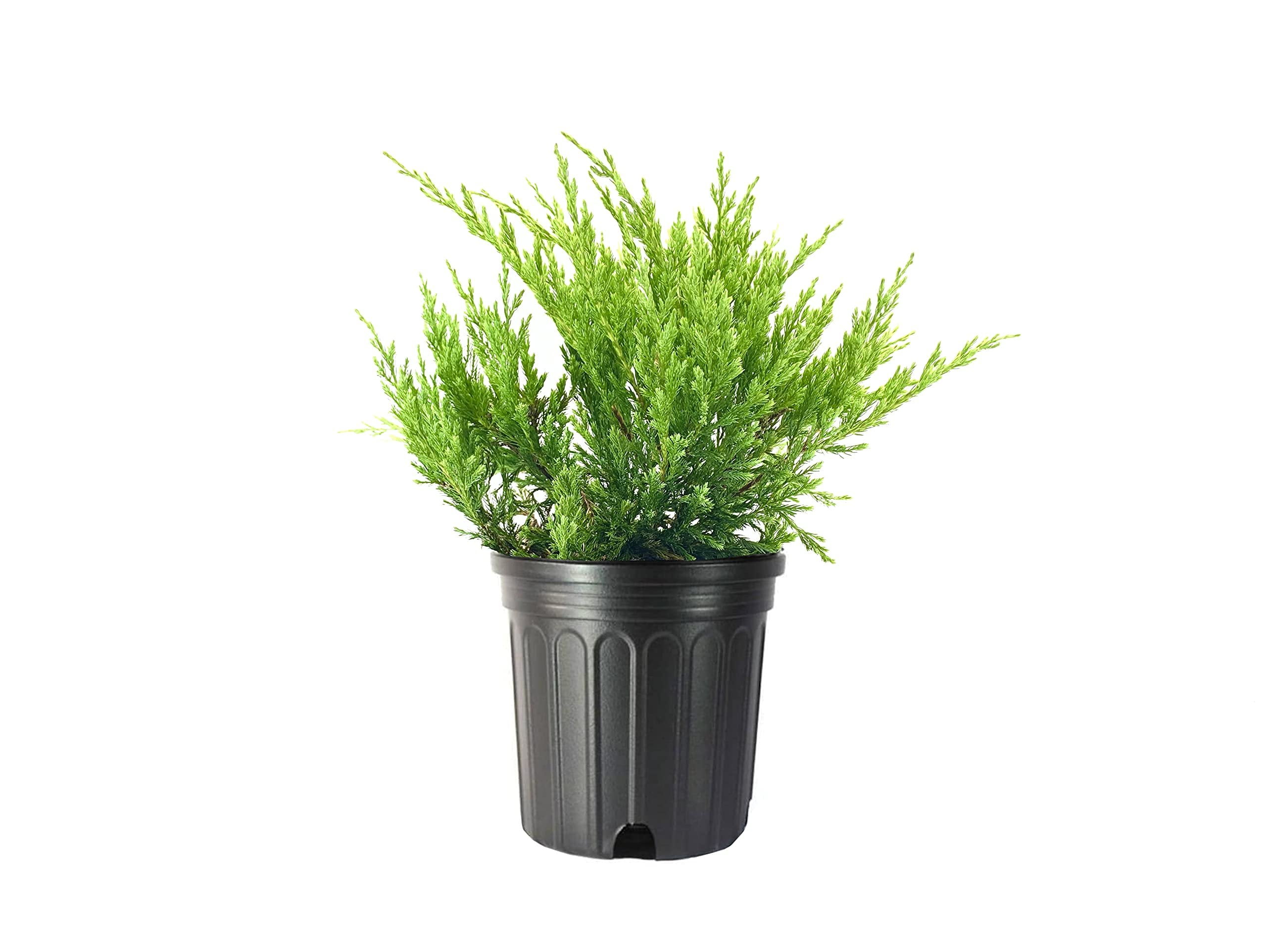 Juniper Andorra Compacta - 1 Live Gallon Size Plant - Juniperus ...