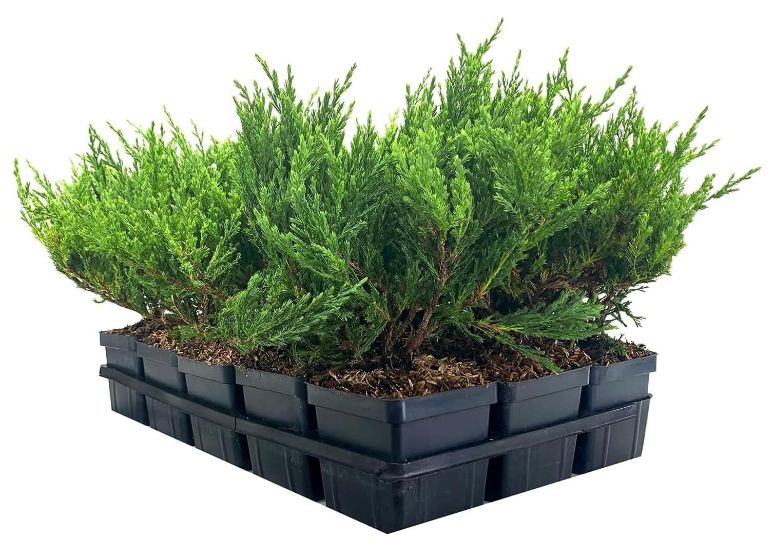 Juniper Andorra Compacta | 10 Live 4 Inch Pots | Juniperus horizontalis ...
