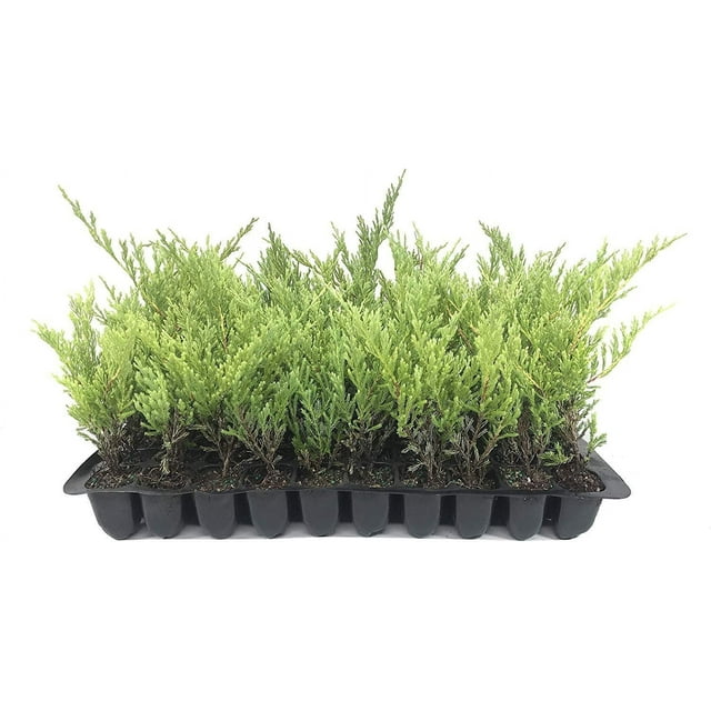 Juniper Andorra Compacta - 10 Live Plants - Juniperus Horizontalis ...