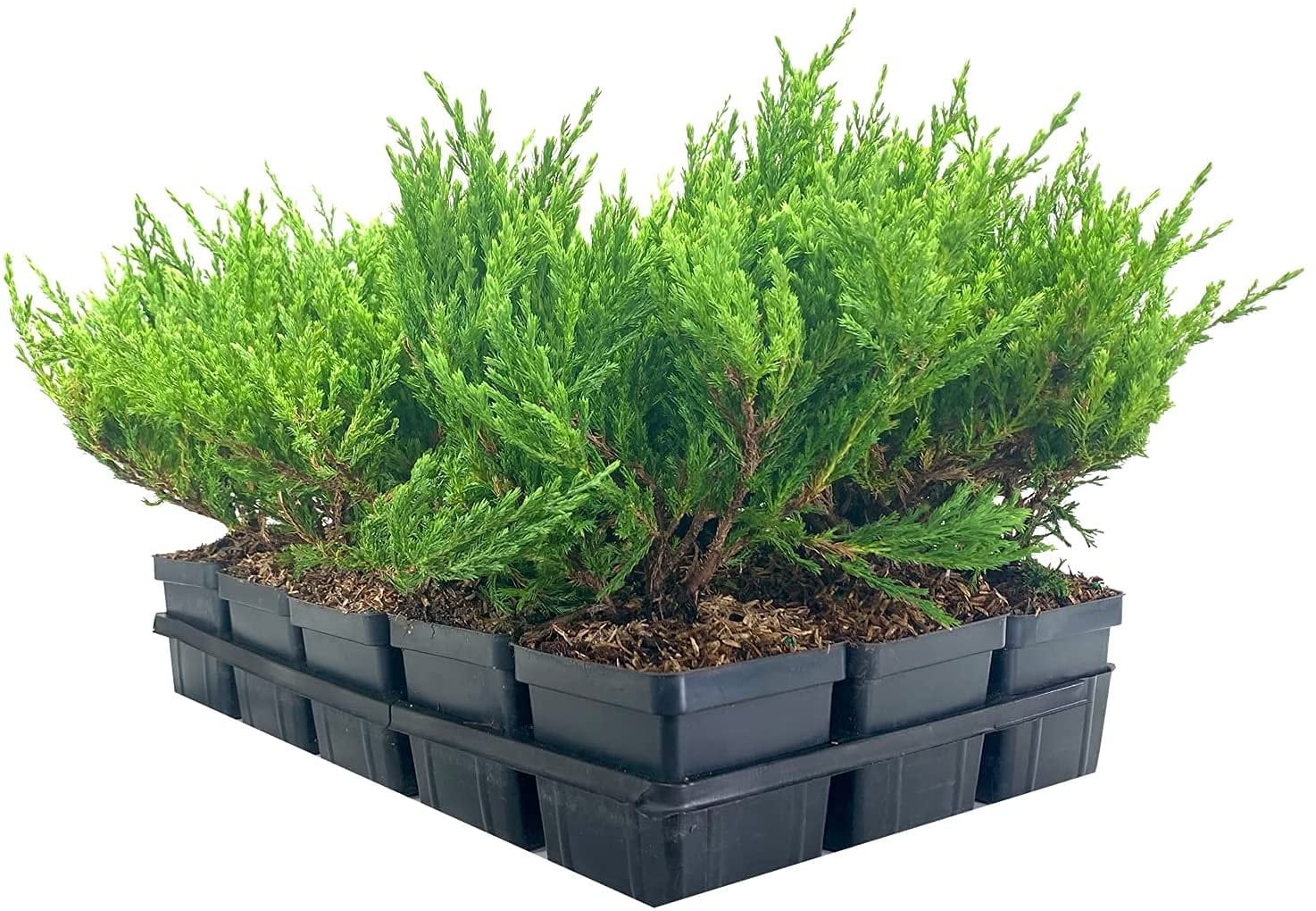 Juniper Andorra Compacta - 15 Live 4 Inch Plants - Juniperus ...