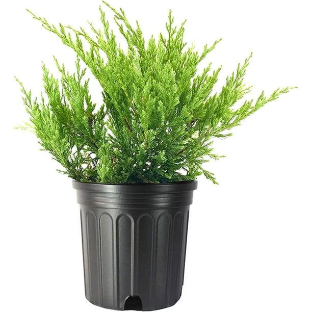 Juniper Andorra Compacta - 2 Live Gallon Size Plants - Juniperus ...