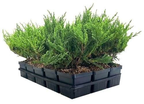 Juniper Andorra Compacta 3 Live 4 Inch Pots Juniperus horizontalis ...