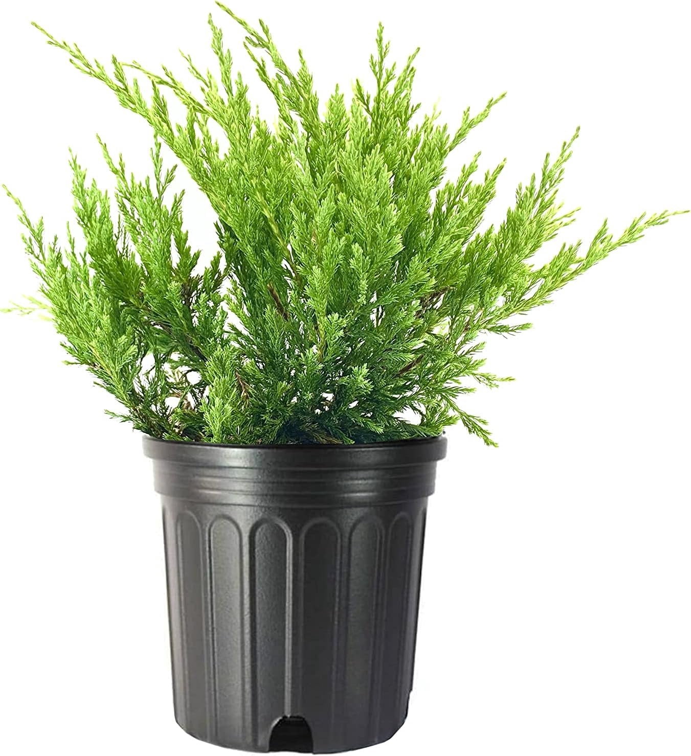 Juniper Andorra Compacta - 3 Live Gallon Size Plants - Juniperus ...