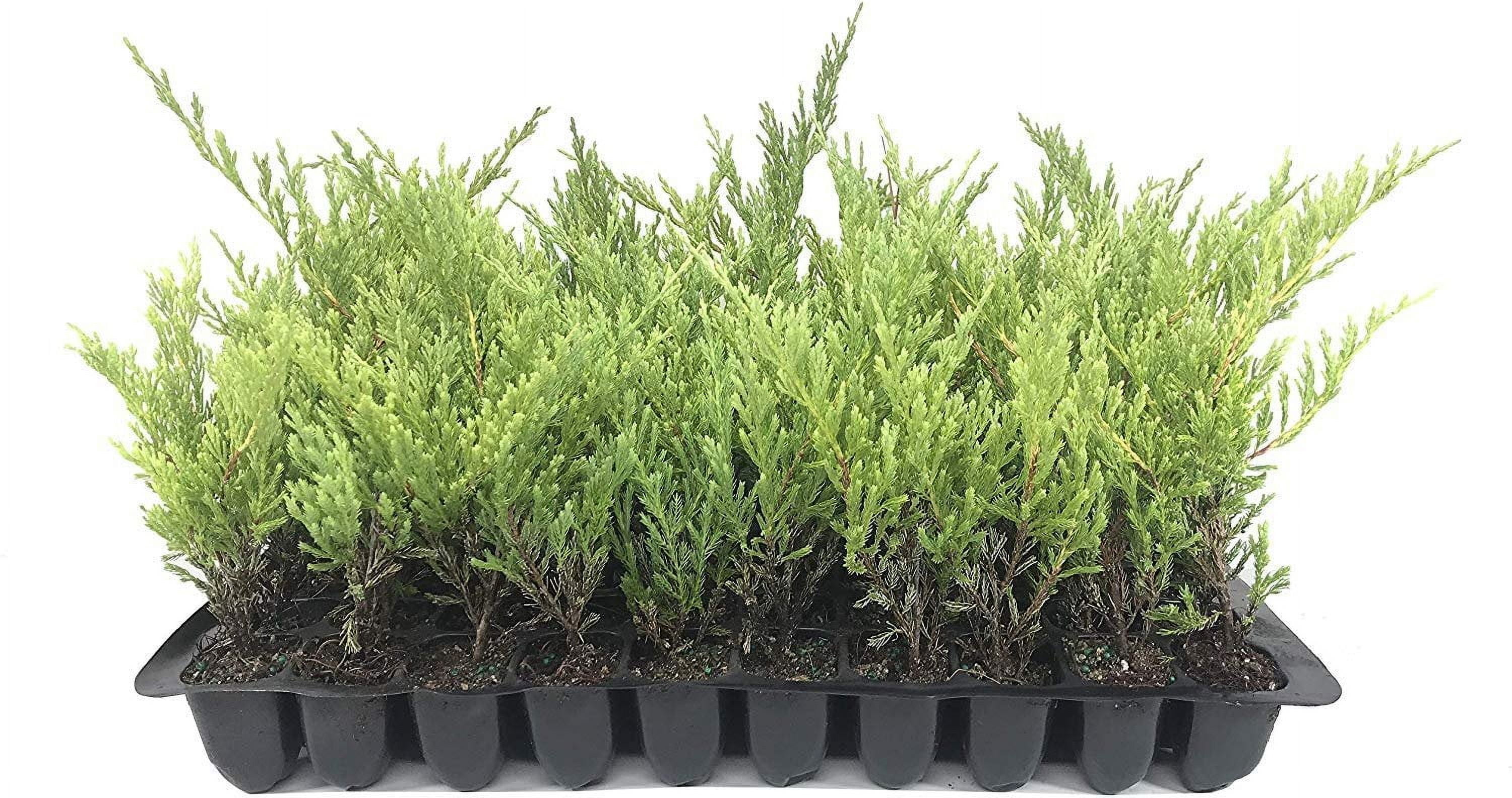 Juniper Andorra Compacta - 30 Live Plants - Juniperus Horizontalis ...