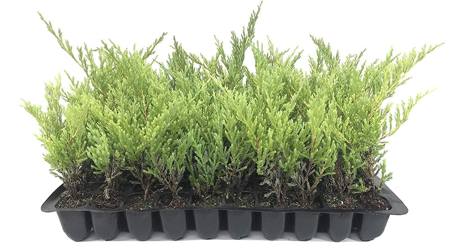 Juniper Andorra Compacta - 40 Live Plants - Juniperus Horizontalis ...