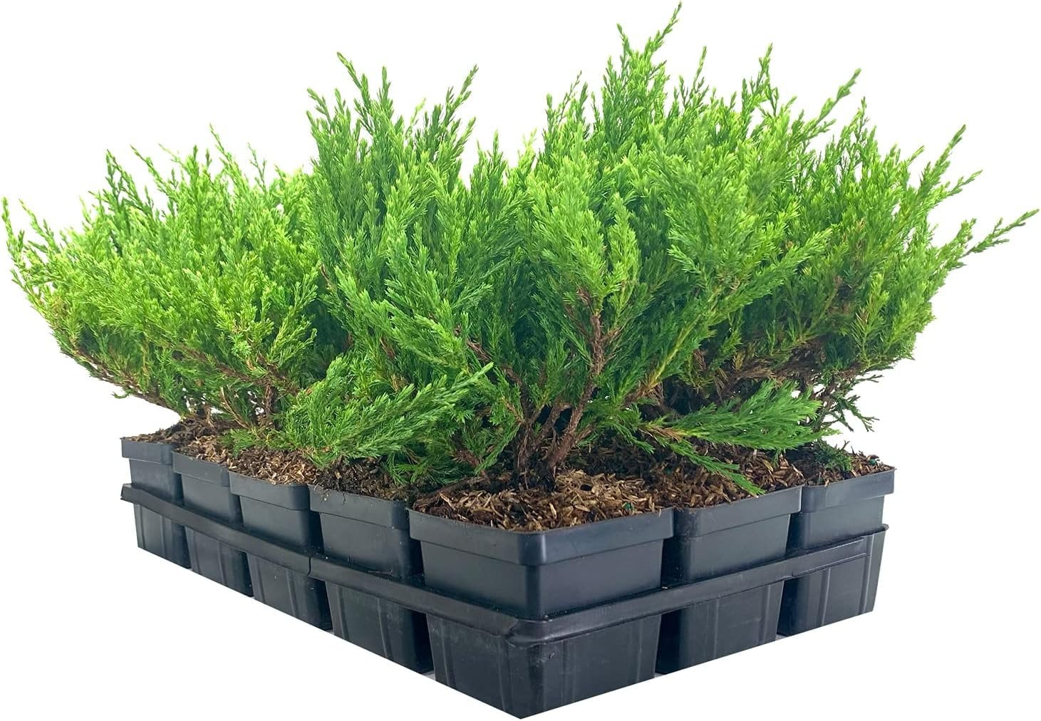 Juniper Andorra Compacta - 5 Live 4 Inch Plants - Juniperus ...