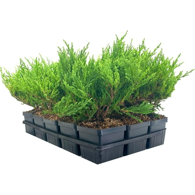 Juniper Andorra Compacta - 5 Live 4 Inch Plants - Juniperus ...