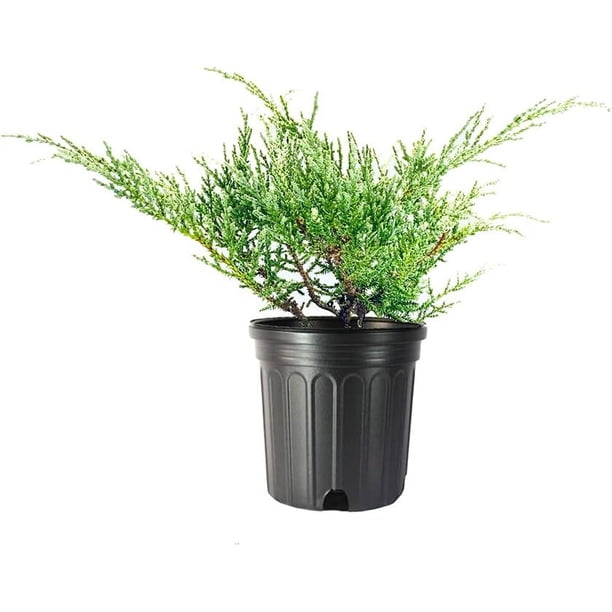 Juniper Angelica Blue - 2 Live Gallon Size Plants - Juniperus Chinensis ...
