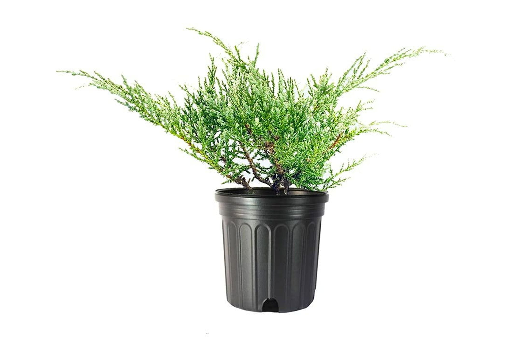 Juniper Angelica Blue - 2 Live Gallon Size Plants - Juniperus Chinensis ...