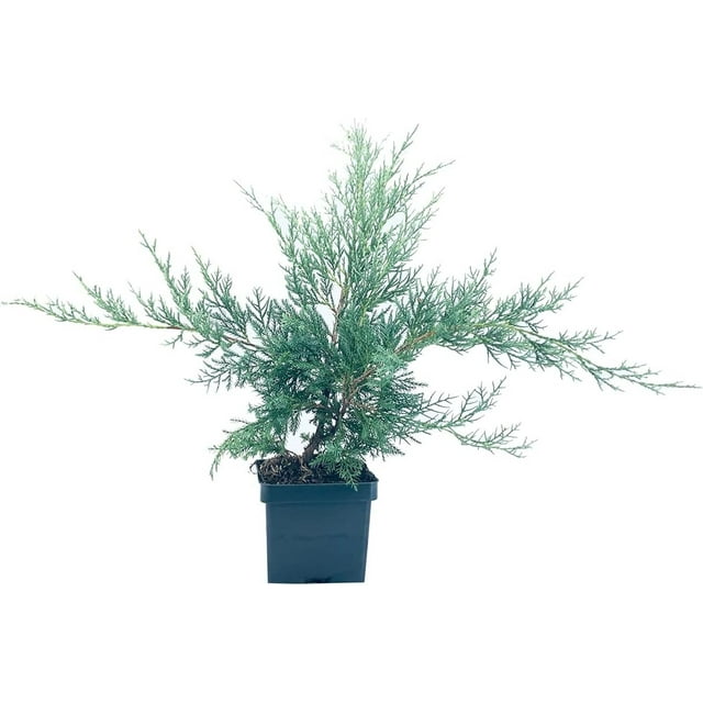Juniper Angelica Blue - 3 Live 4 Inch Pots - Juniperus Chinensis ...