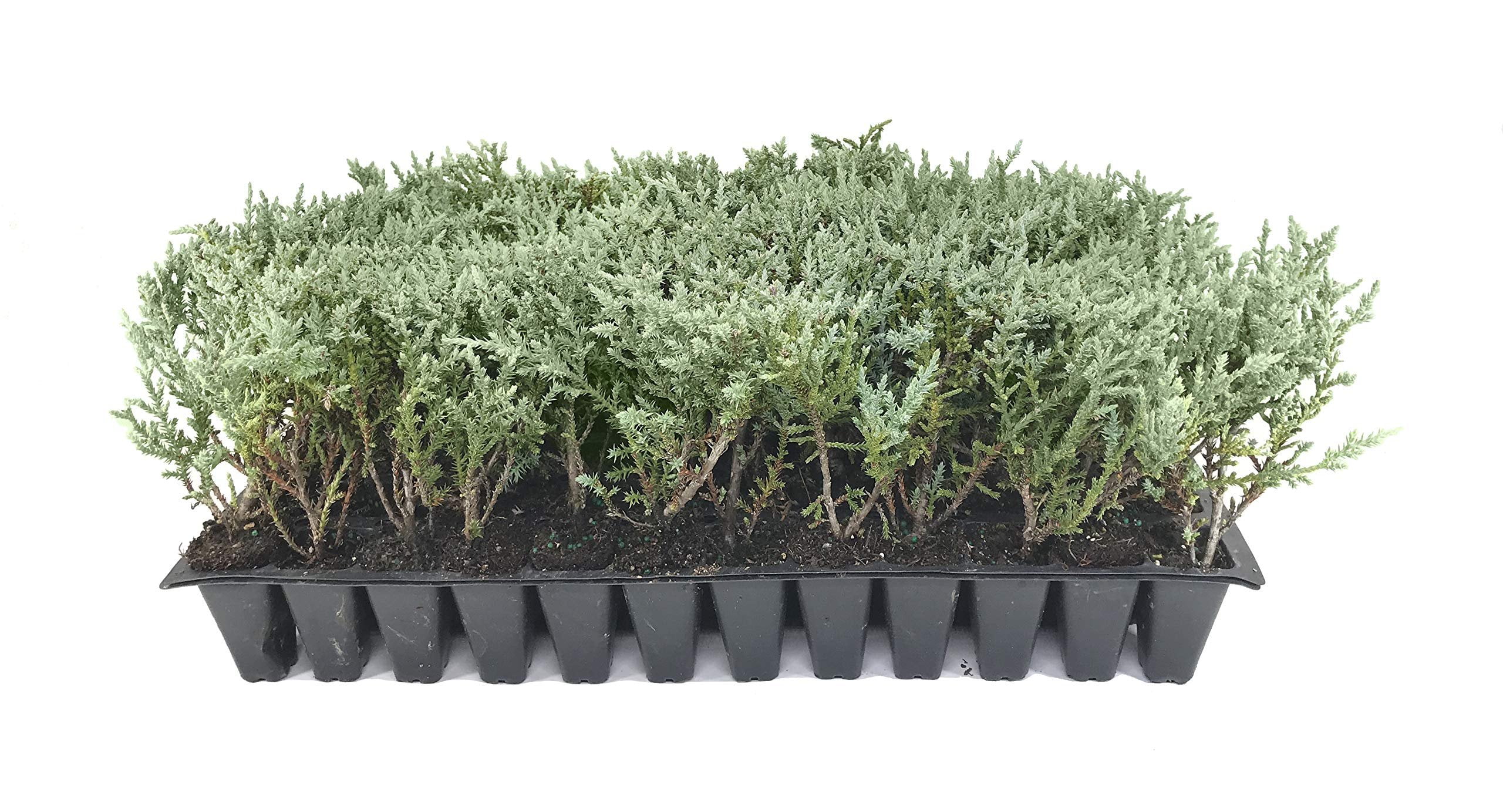 Juniper Angelica Blue - 3 Live Plants - Juniperus Chinensis - Drought ...