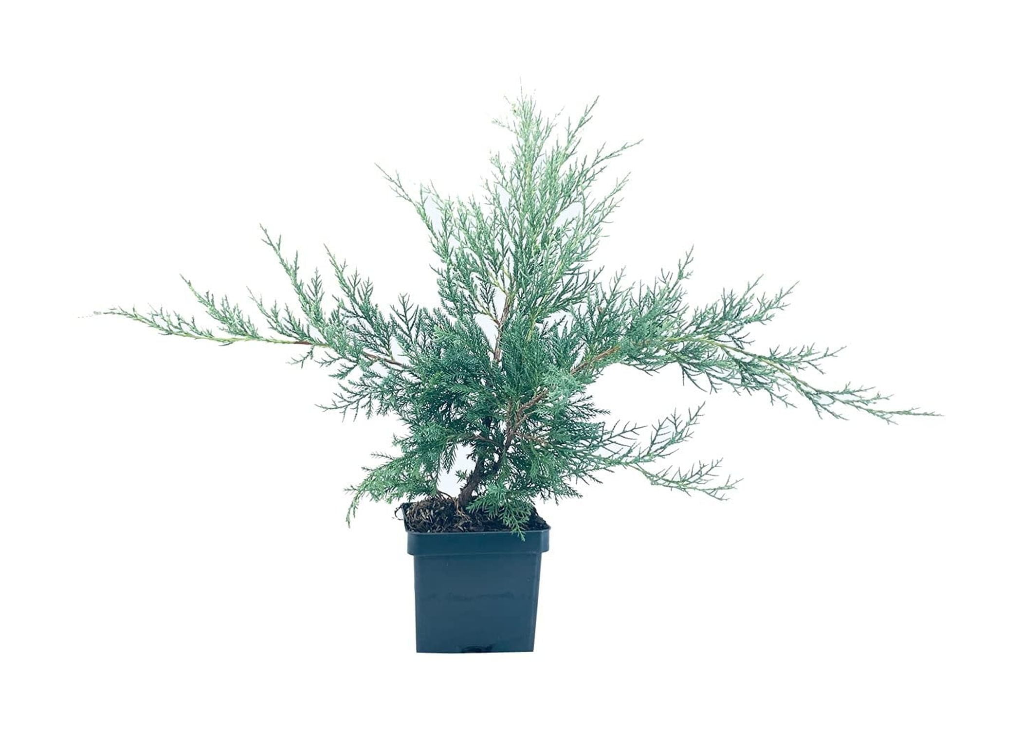 Juniper Angelica Blue - 5 Live 4 Inch Pots - Juniperus Chinensis ...