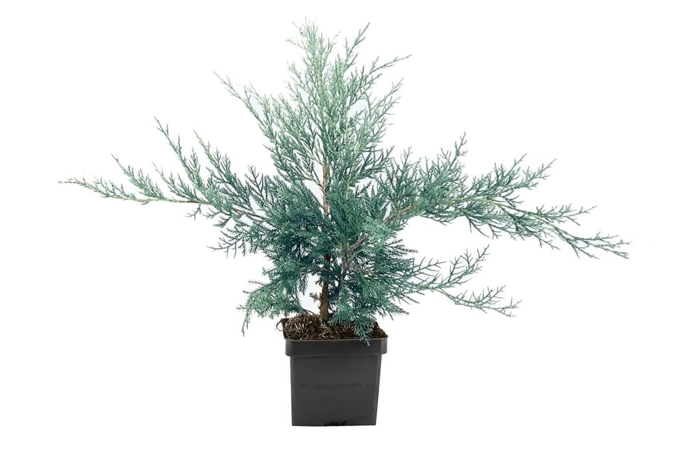 Juniper Angelica Blue 5 Live 4 Inch Pots Juniperus chinensis Angelica ...