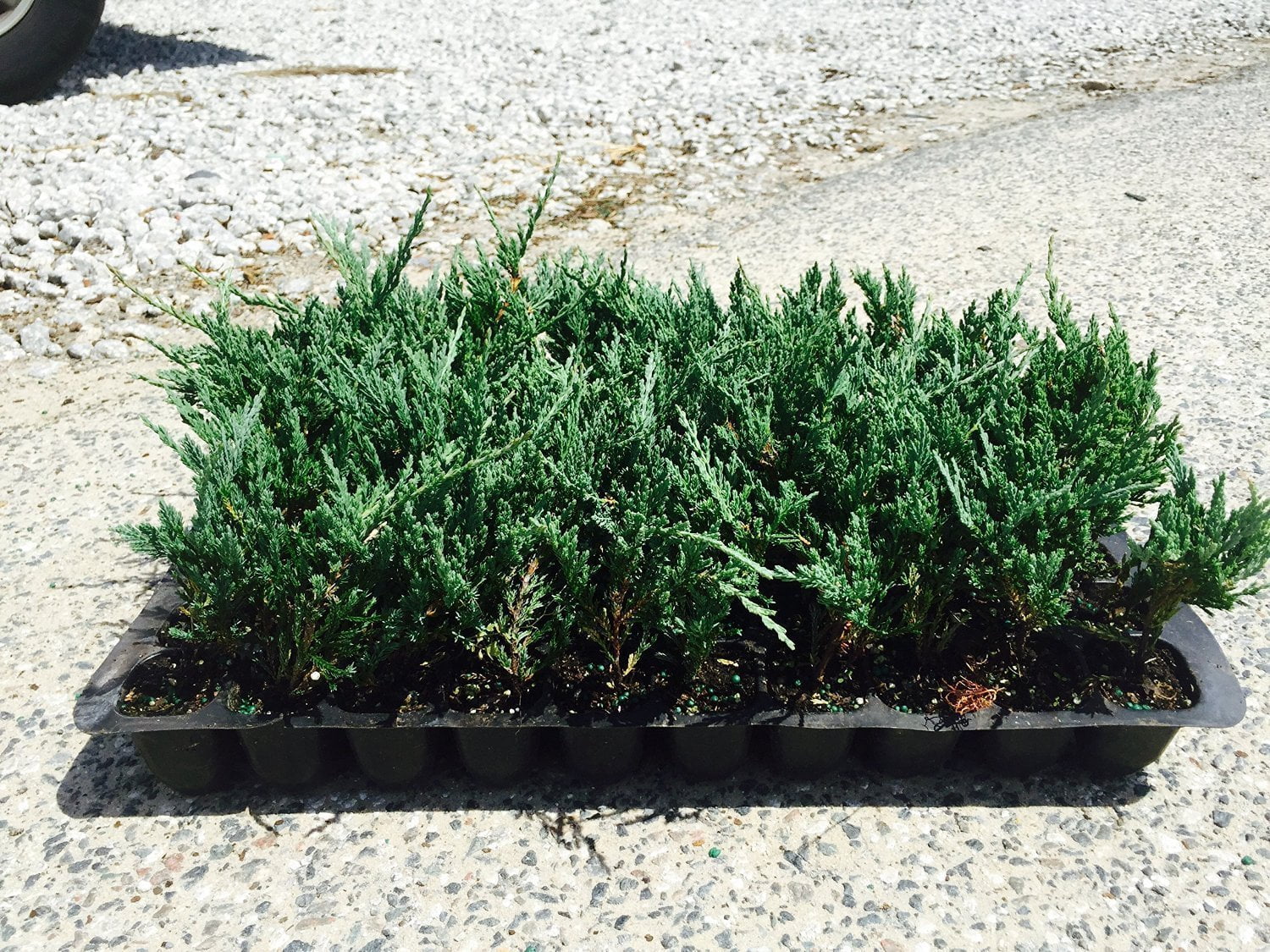 Florida Foliage 30 Bar Harbor Juniper Plants, Drought Tolerant ...