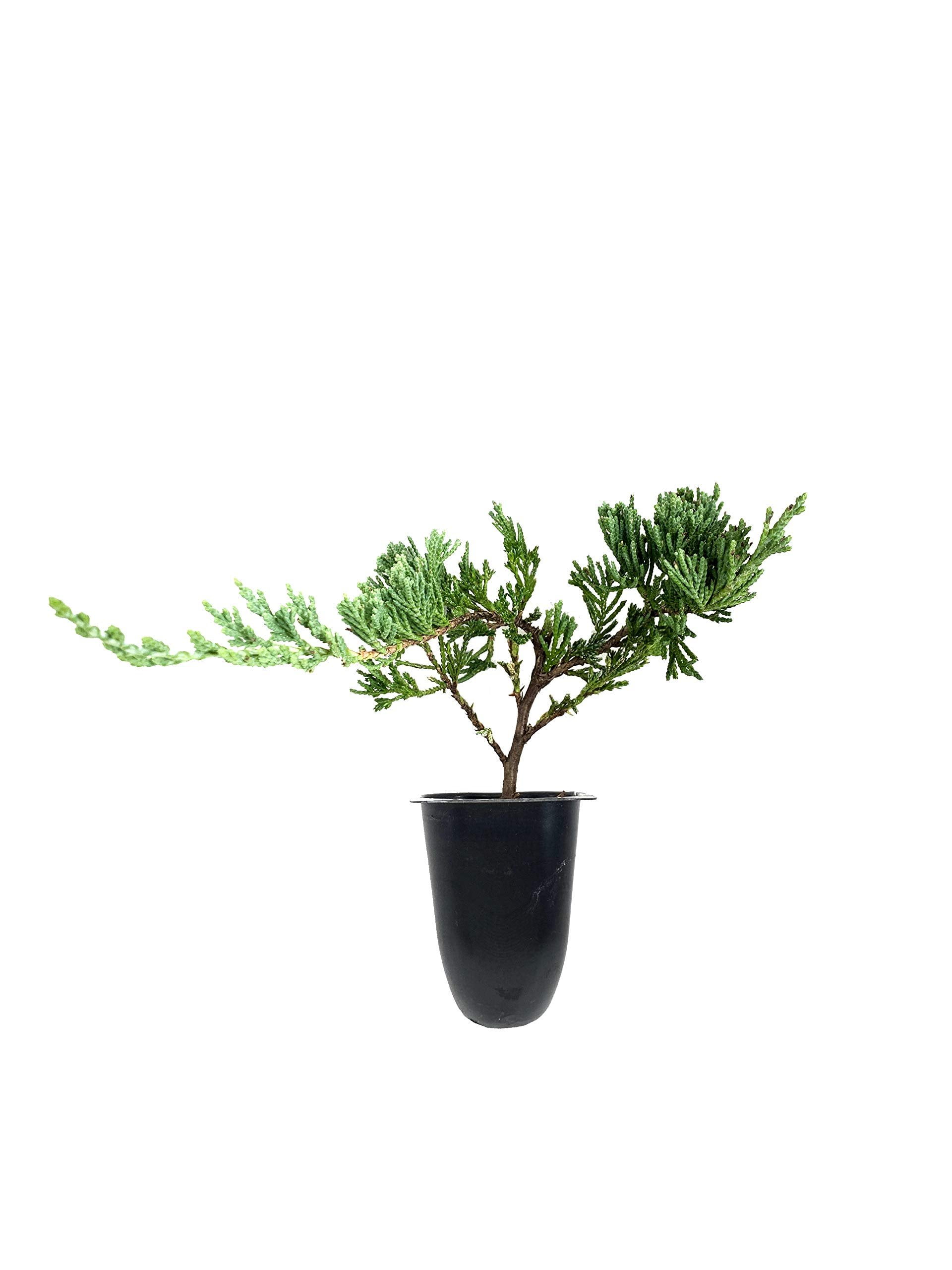 Juniper Bar Harbor - 40 Live Plants - Juniperus Horizontalis - Drought ...