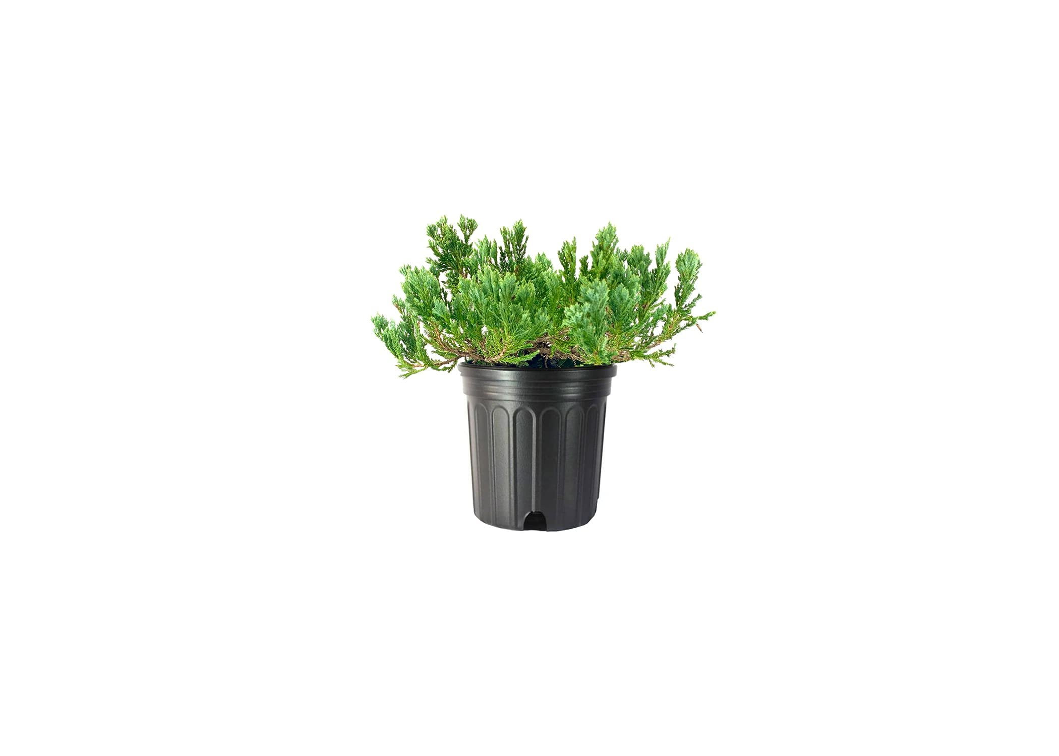 Juniper Blue Chip 1 Live Gallon Size Plant Juniperus Horizontalis ...