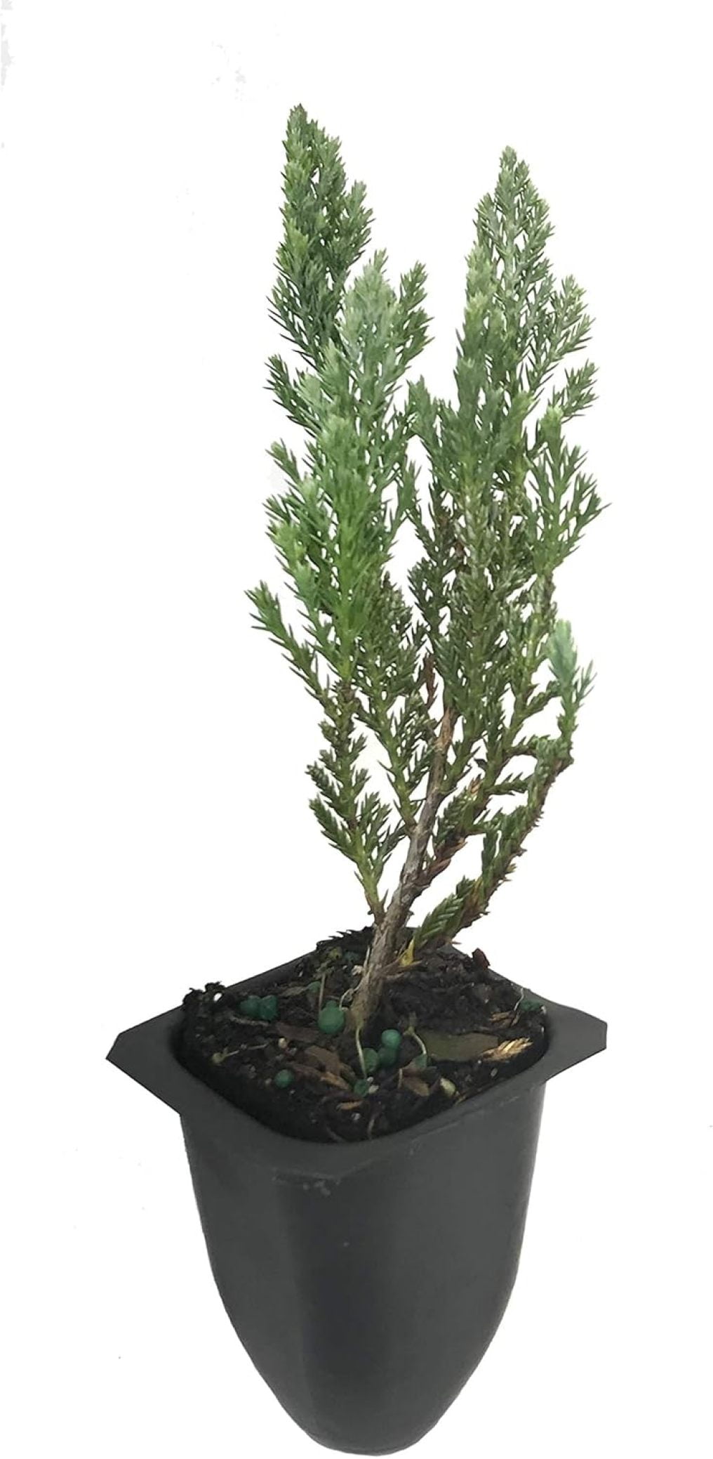 Juniper Blue Chip - 10 Live Plants - Juniperus Horizontalis - Drought ...