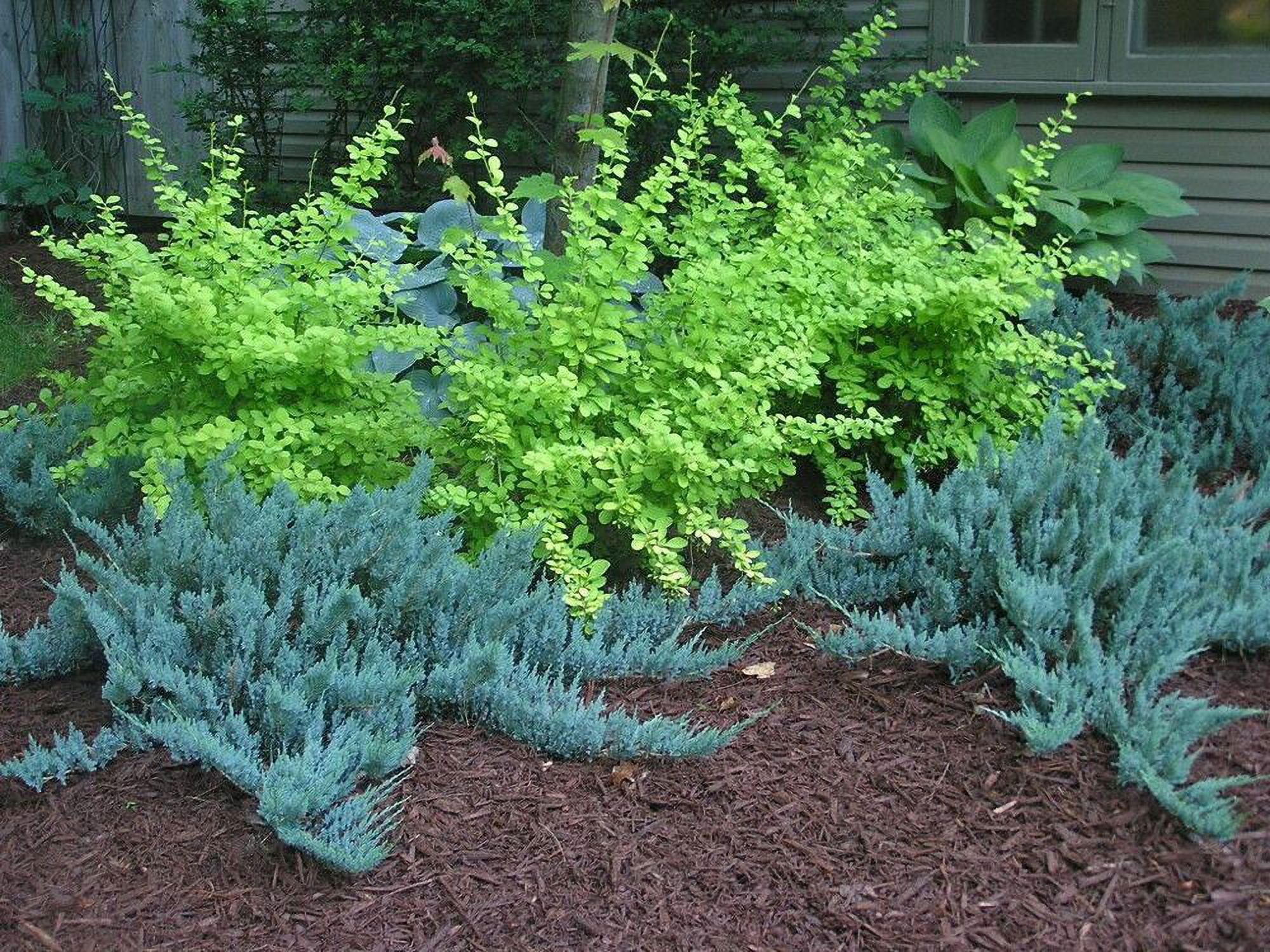 Juniper Blue Chip | Large Gallon Size Plants | Juniperus Horizontalis ...