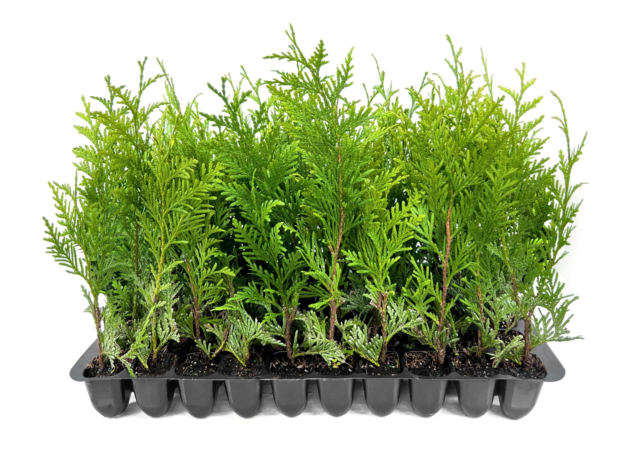 Thuja Green Giant Arborvitae - 50 Live Trees 2" Pot Size - Evergreen ...