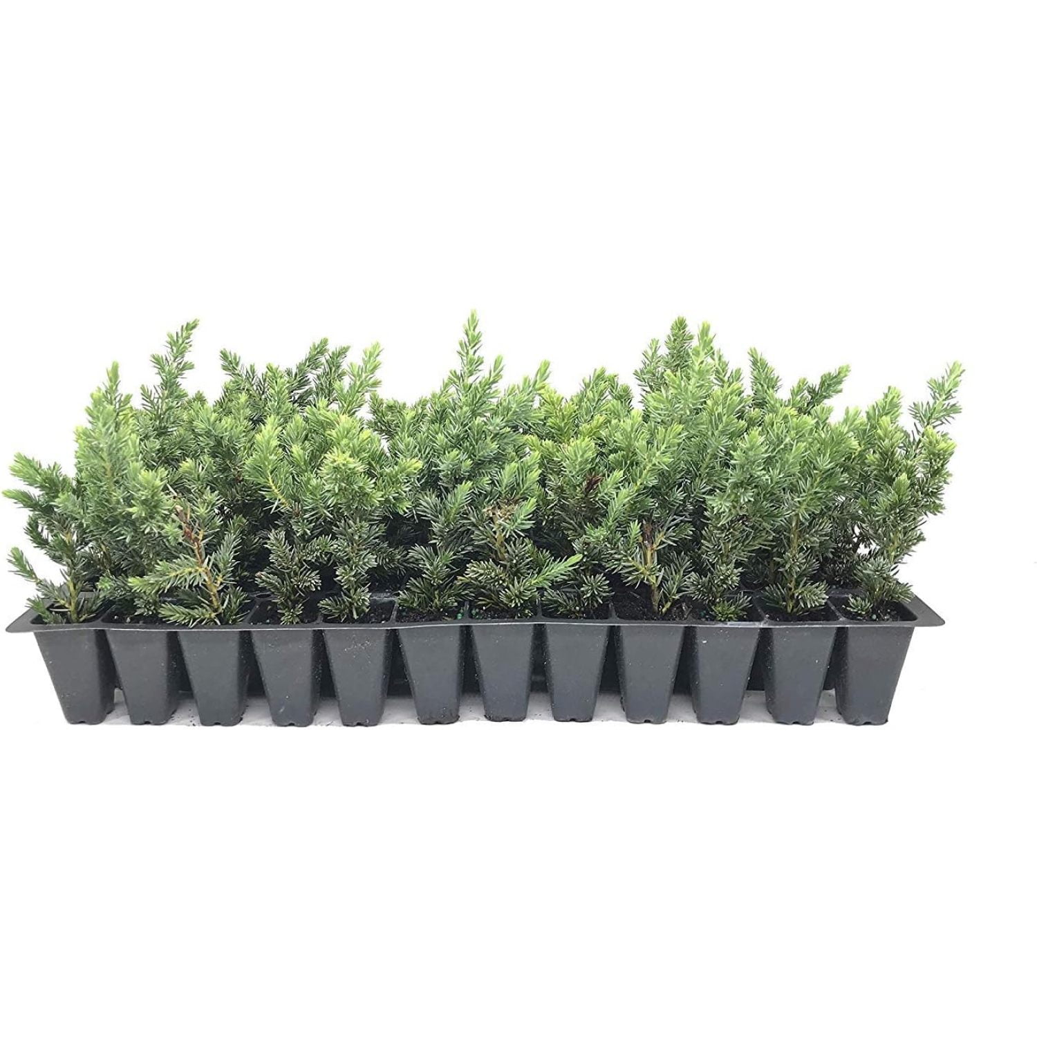Juniper Blue Pacific - 10 Live Plants - 2" Pot Size - Evergreen Ground ...