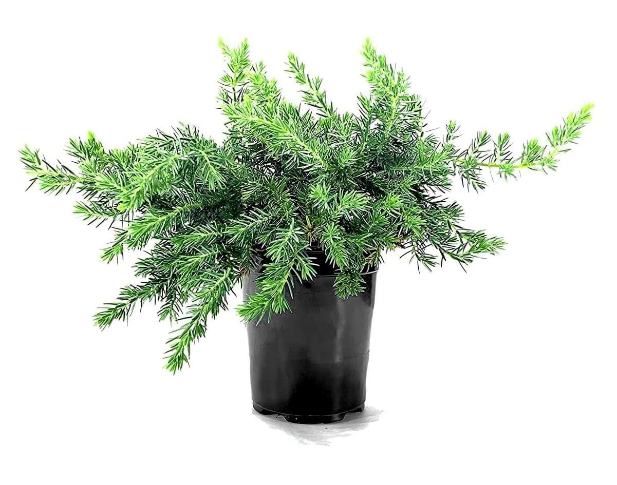 Juniper Blue Pacific 3 Live 4 Inch Pots Juniperus conferta 'Blue ...
