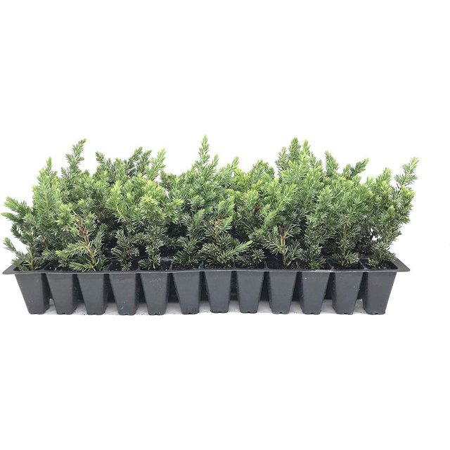 Juniper Blue Pacific - 3 Live Plants - 2" Pot Size - Evergreen Ground ...