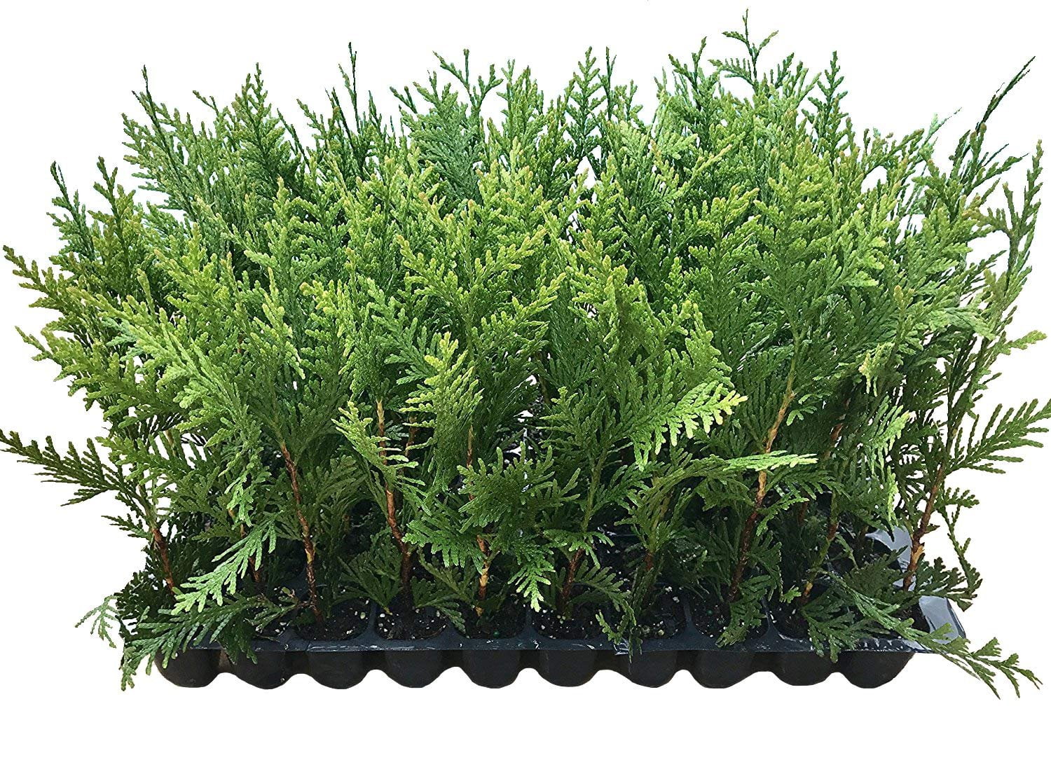 Thuja Green Giant Arborvitae - 60 Live Trees 2" Pot Size - Evergreen ...