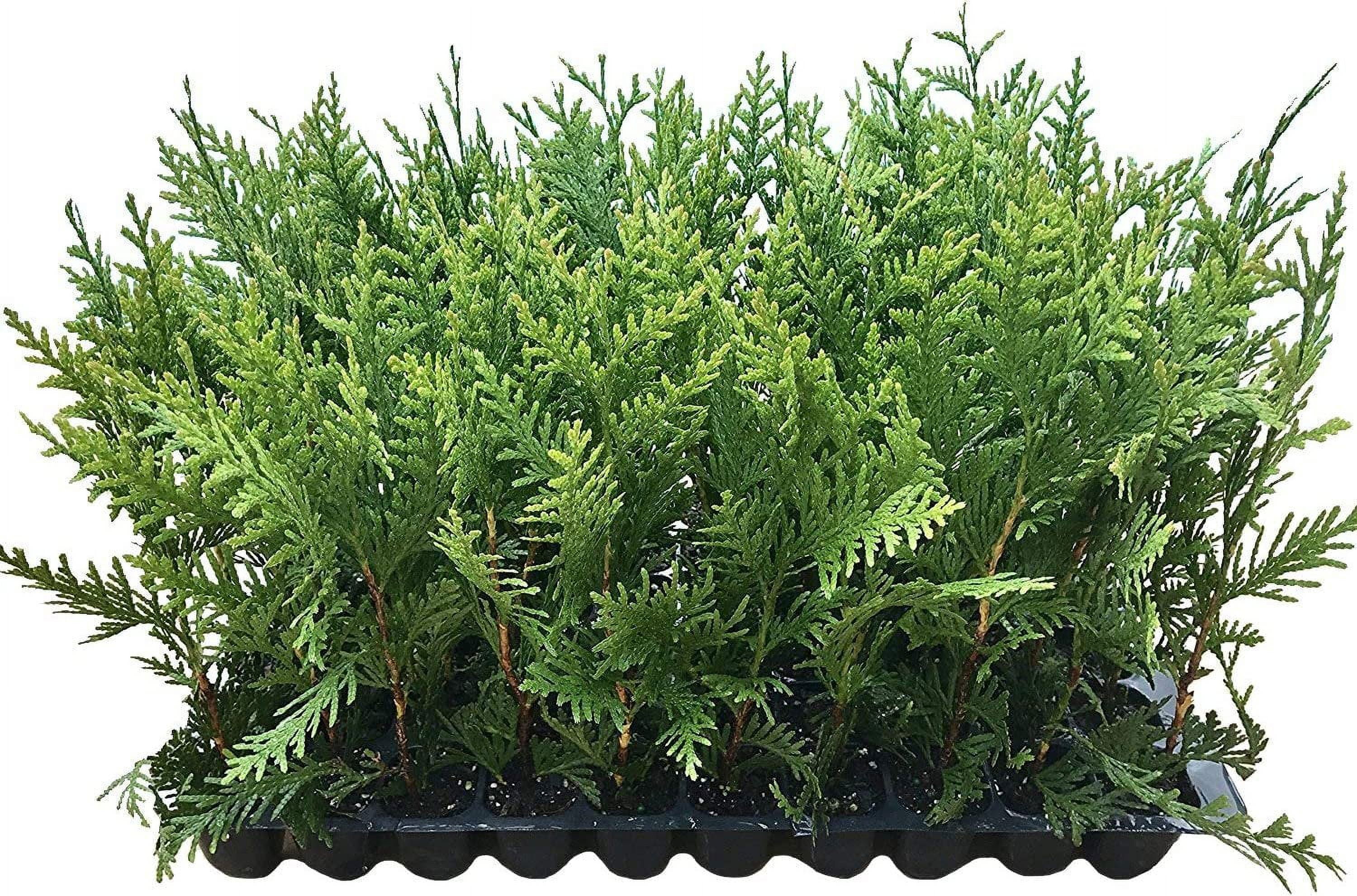 Juniper Blue Pacific - 50 Live Plants - 2" Pot Size - Evergreen Ground ...