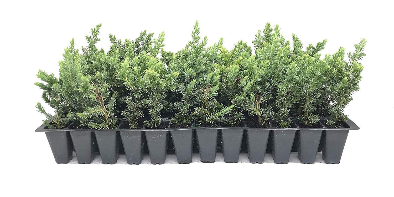 Juniper Blue Pacific - 60 Live Plants - 2" Pot Size - Evergreen Ground ...