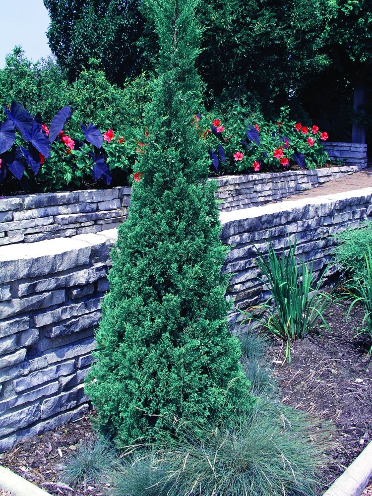 Juniper Blue Point, Starter Plant, Lot of 12 - Walmart.com