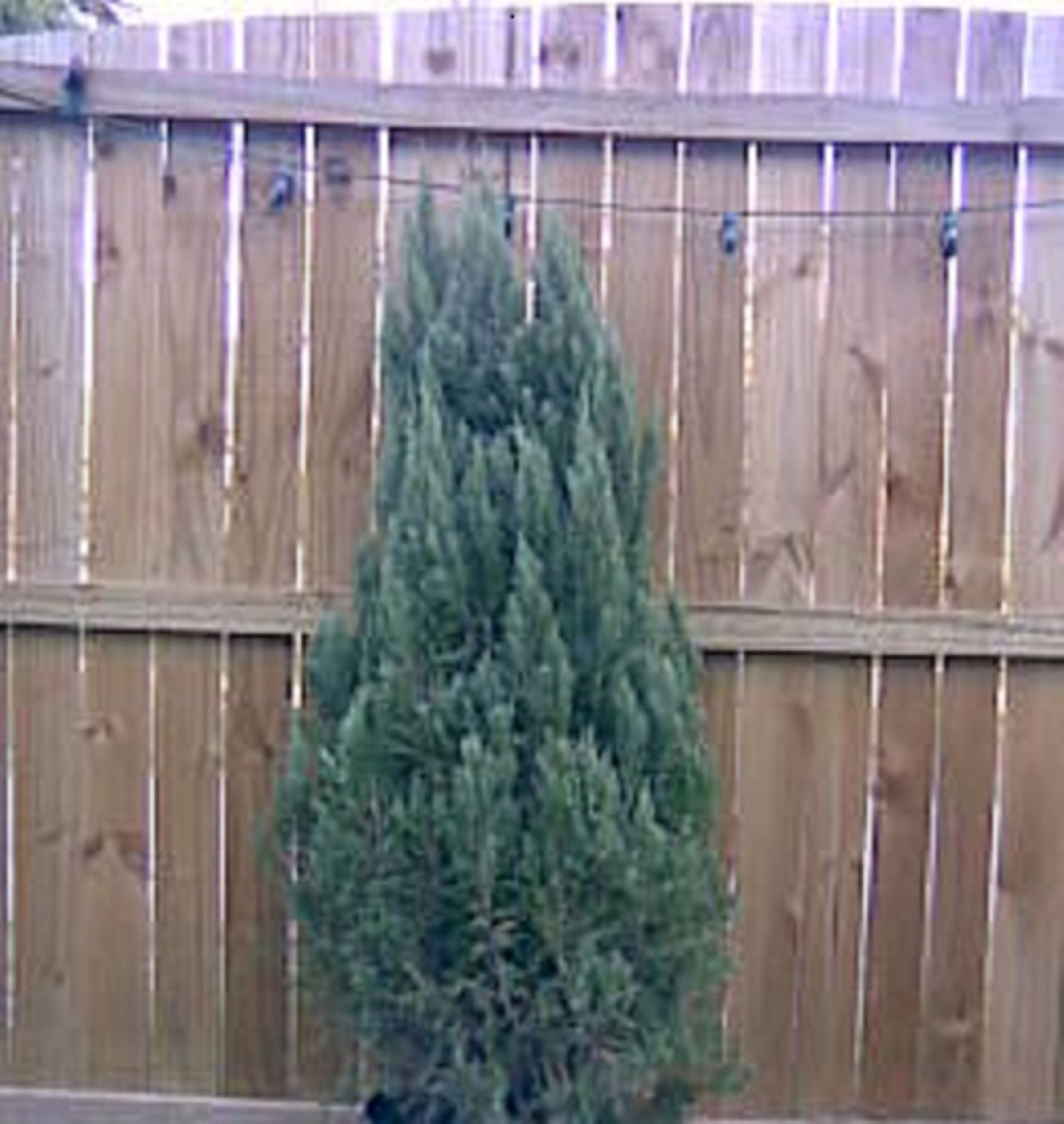 Juniper Blue Point Starter Plant - Walmart.com