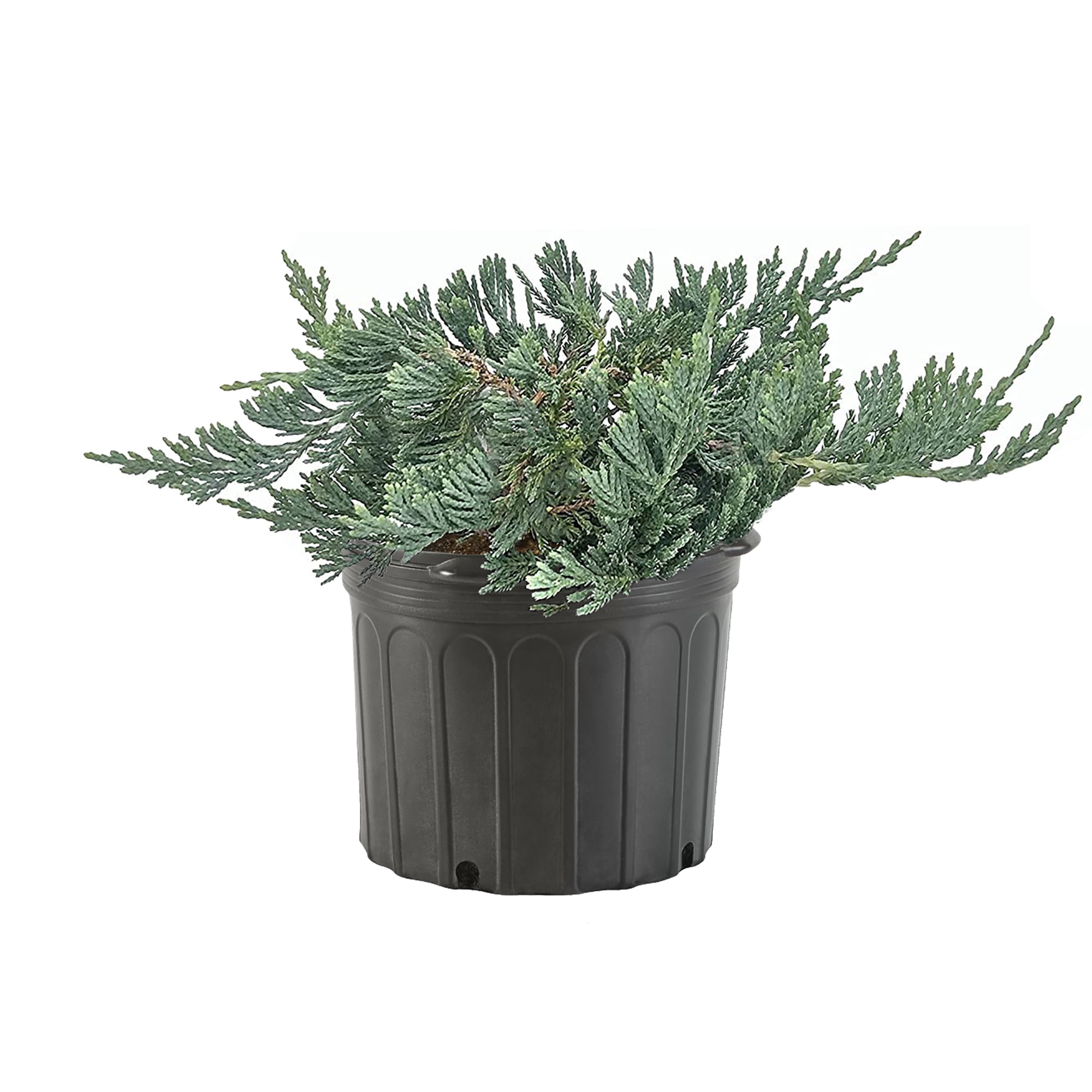 Juniper Blue Rug Live Shrubs (2.5 Quart) - Walmart.com