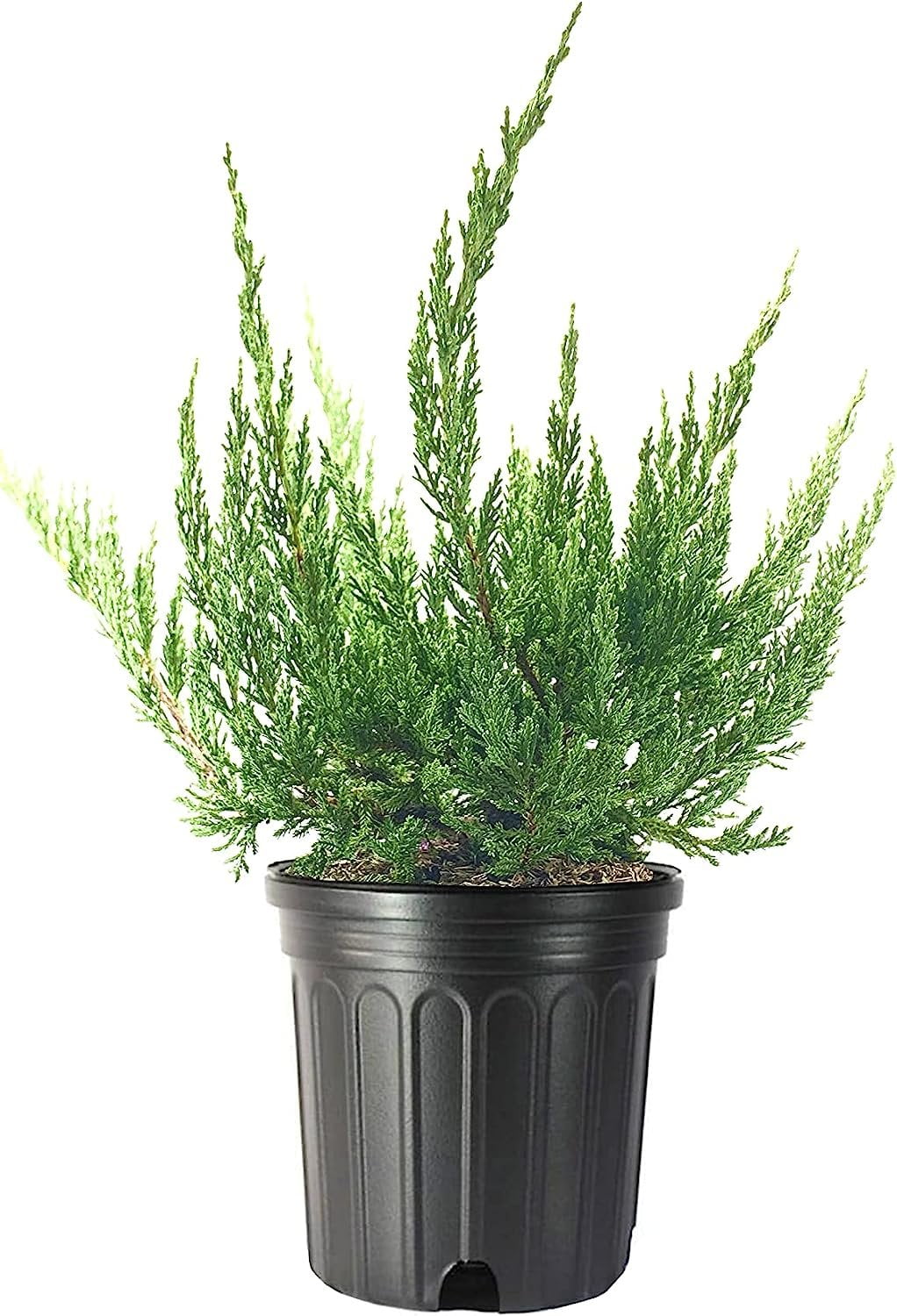 Juniper Blue Sargent - 3 Live Gallon Size Plants - Juniperus Chinensis ...
