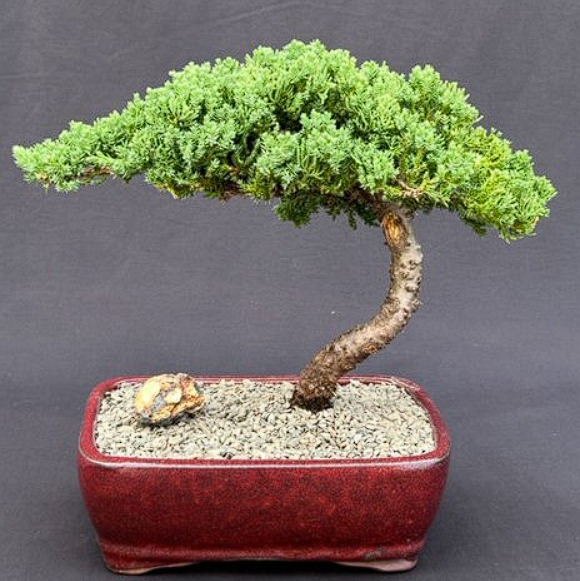 Juniper Bonsai Live Tree Large Evergreen Procumbens Nana 11-12" Tall ...
