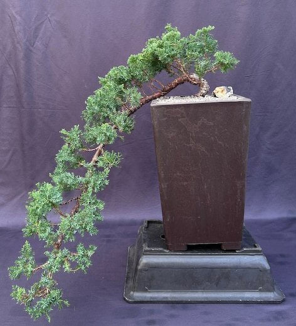 Juniper Bonsai Tree Cascade Style (juniper procumbens nana) - Walmart.com
