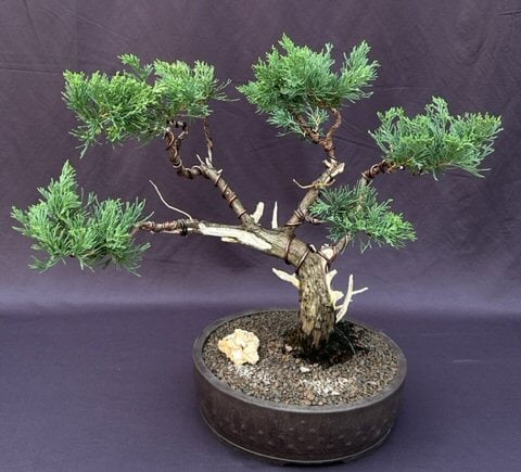 Juniper Bonsai Tree Trained in Jin & Shari Style (Juniperus Chinensis ...