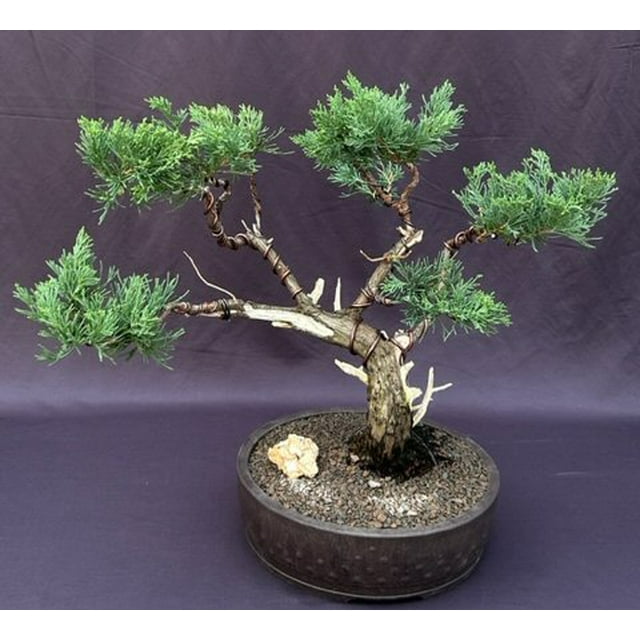 Juniper Bonsai Tree Trained in Jin & Shari Style (Juniperus Chinensis ‘parsonii’) - Walmart.com